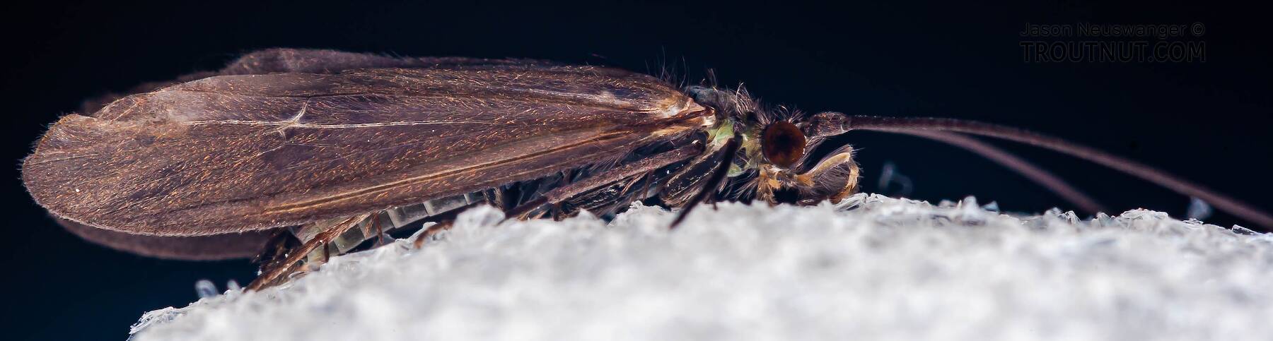 Male Psilotreta labida (Dark Blue Sedge) Caddisfly Adult Pictures