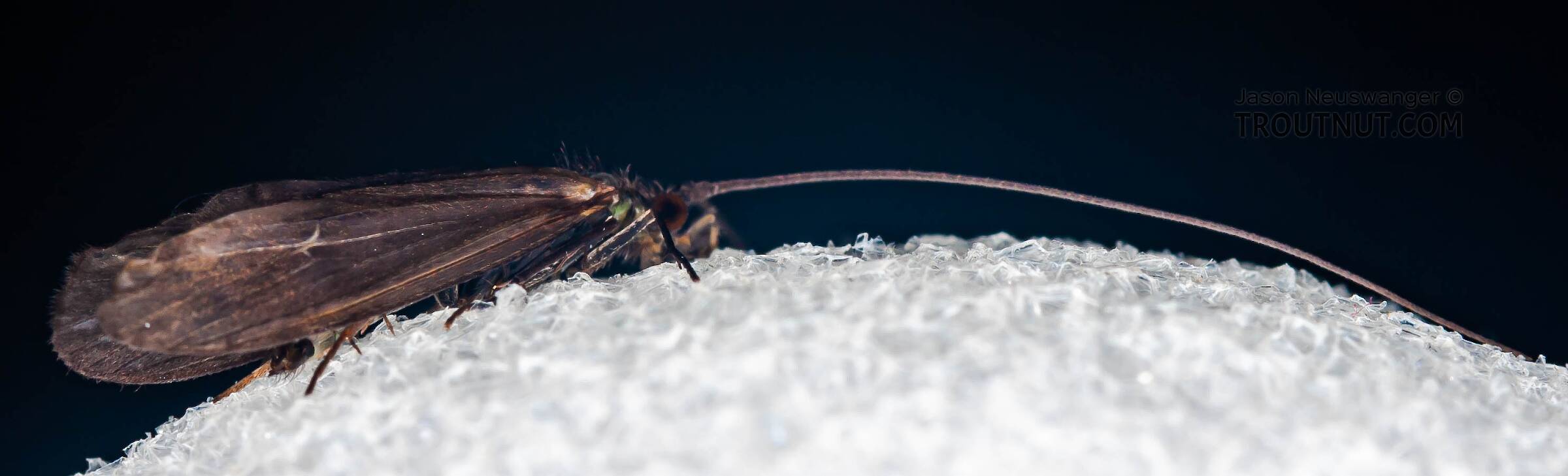 Male Psilotreta labida (Dark Blue Sedge) Caddisfly Adult Pictures