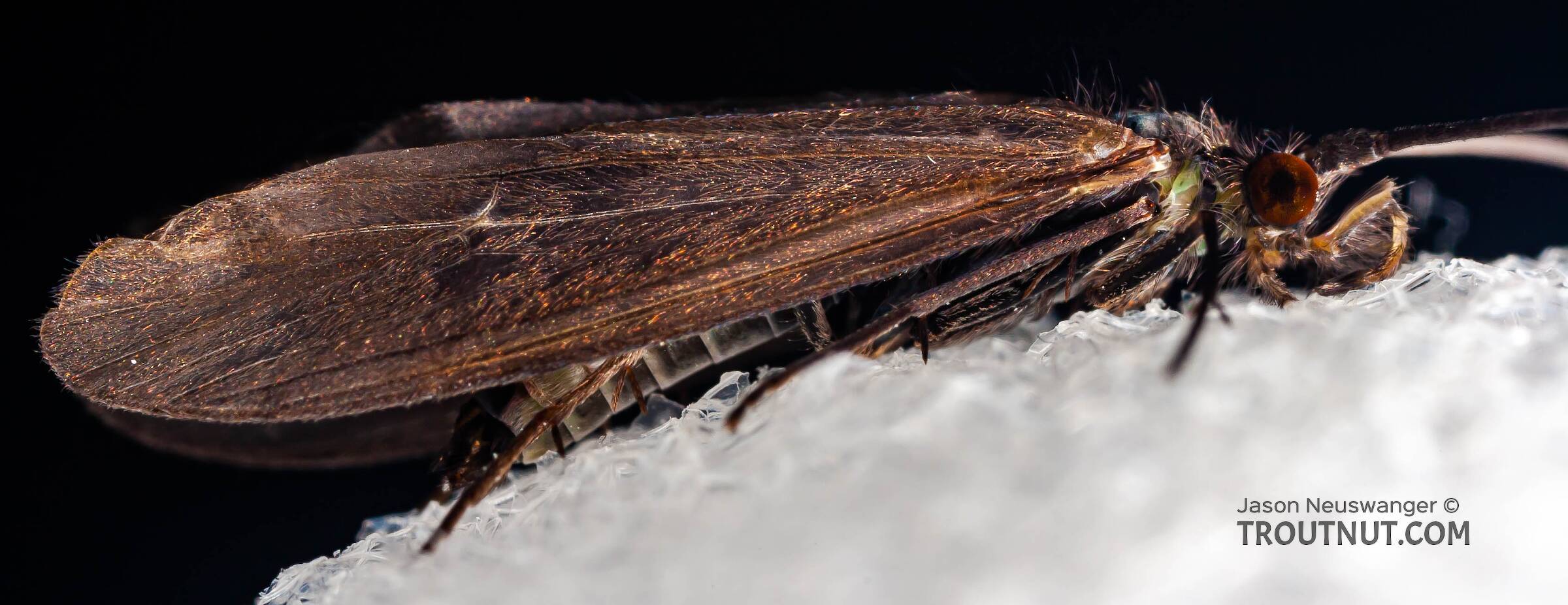 Male Psilotreta labida (Dark Blue Sedge) Caddisfly Adult Pictures