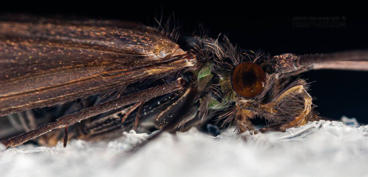 Male Psilotreta labida (Dark Blue Sedge) Caddisfly Adult Pictures