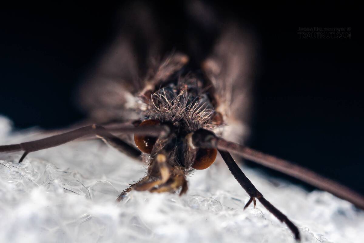 Male Psilotreta labida (Dark Blue Sedge) Caddisfly Adult Pictures