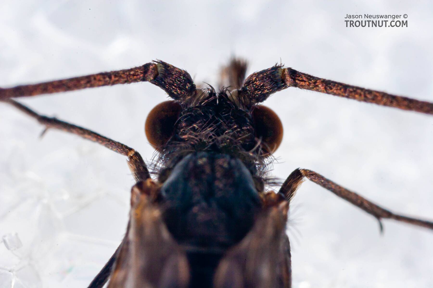 Male Psilotreta labida (Dark Blue Sedge) Caddisfly Adult Pictures