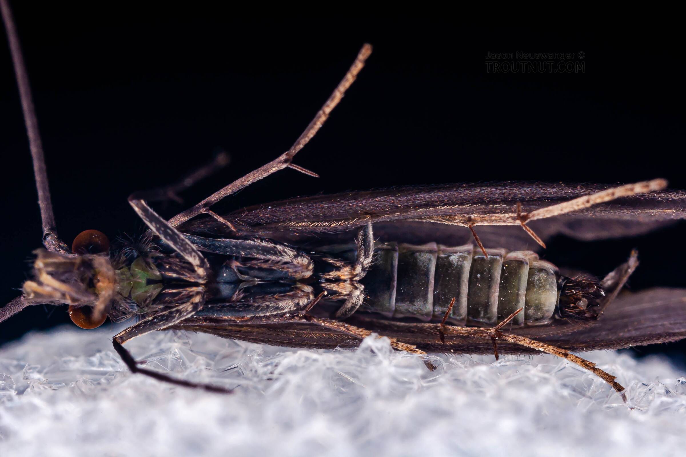 Male Psilotreta labida (Dark Blue Sedge) Caddisfly Adult Pictures