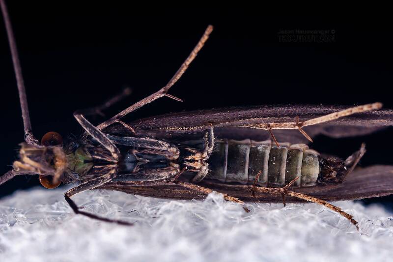 Male Psilotreta labida (Dark Blue Sedge) Caddisfly Adult Pictures