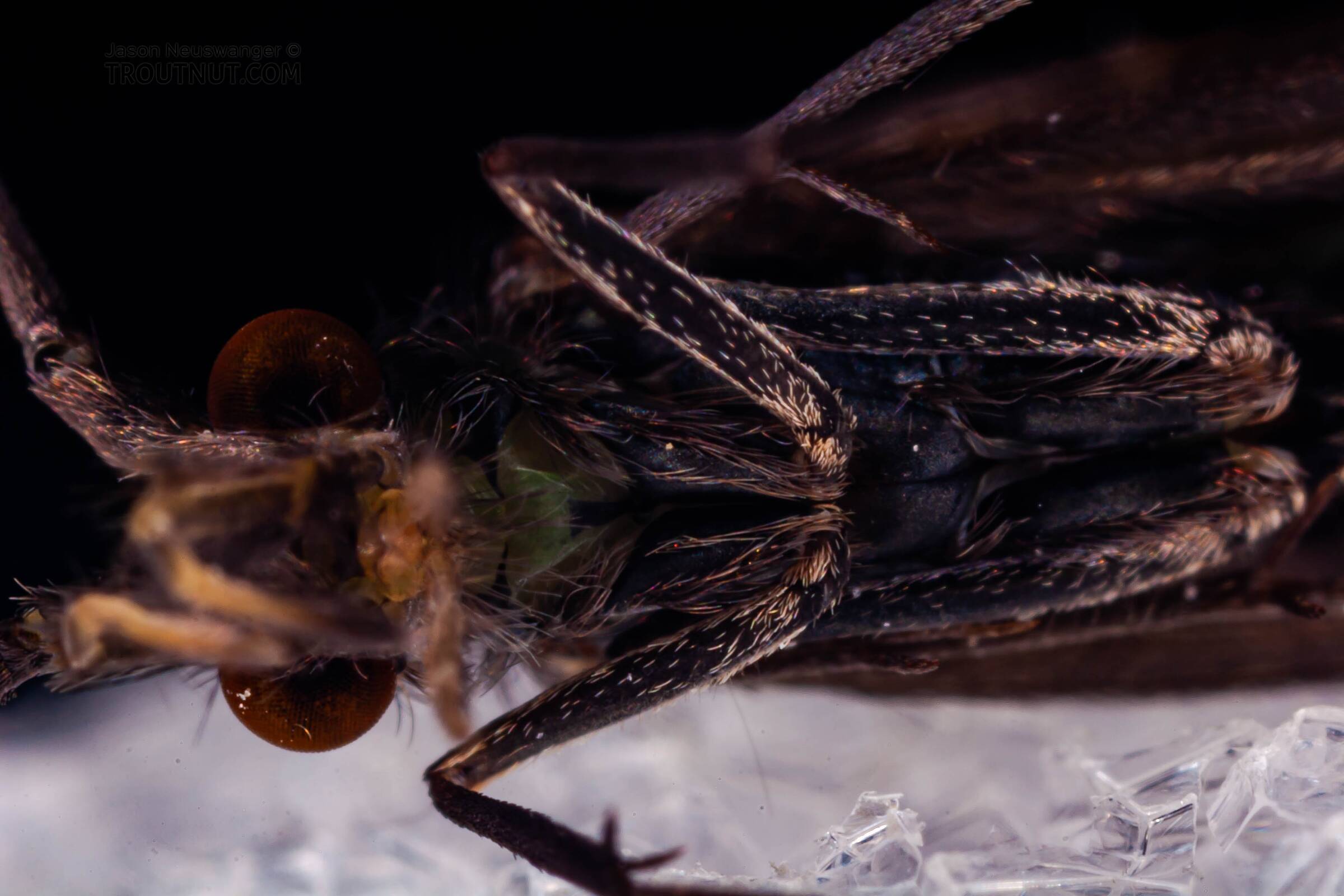 Male Psilotreta labida (Dark Blue Sedge) Caddisfly Adult Pictures