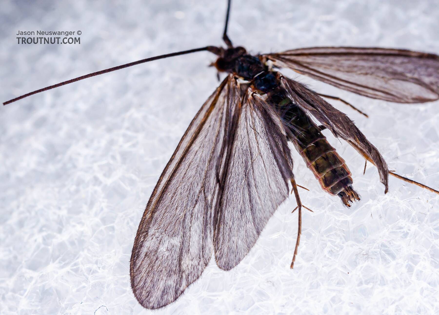 Male Psilotreta labida (Dark Blue Sedge) Caddisfly Adult Pictures