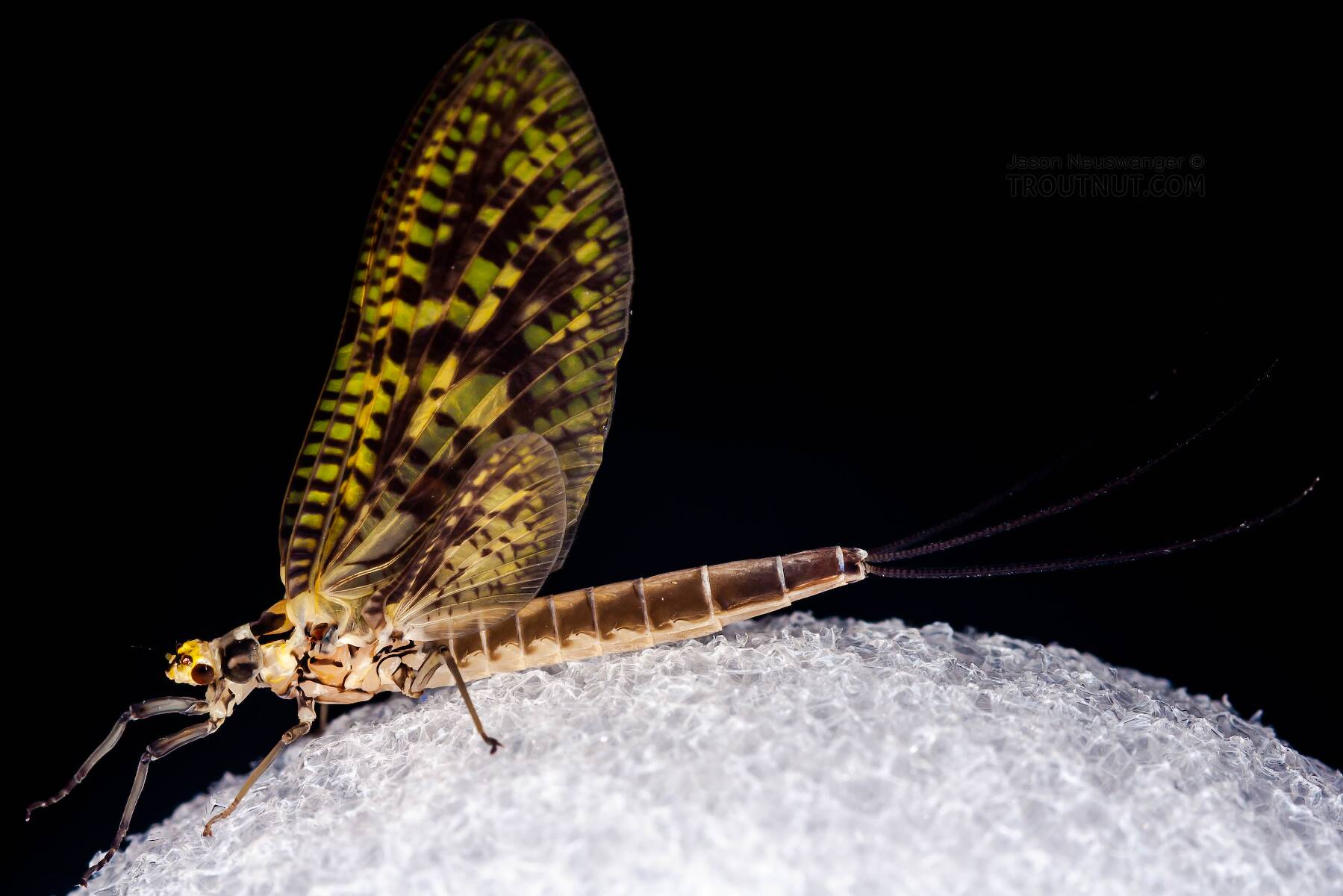 Female Ephemera guttulata (Green Drake) Mayfly Dun Pictures