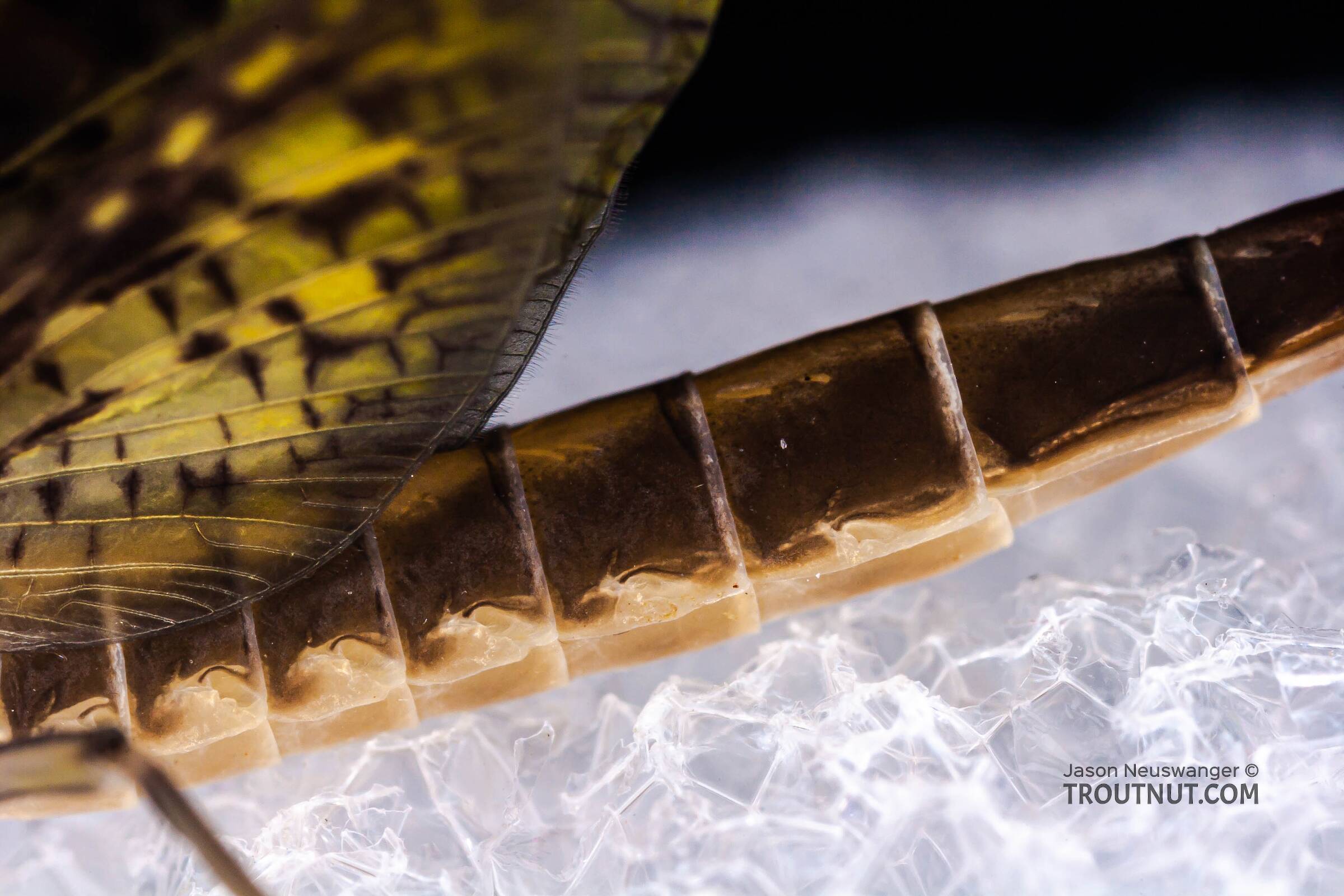 Female Ephemera guttulata (Green Drake) Mayfly Dun Pictures