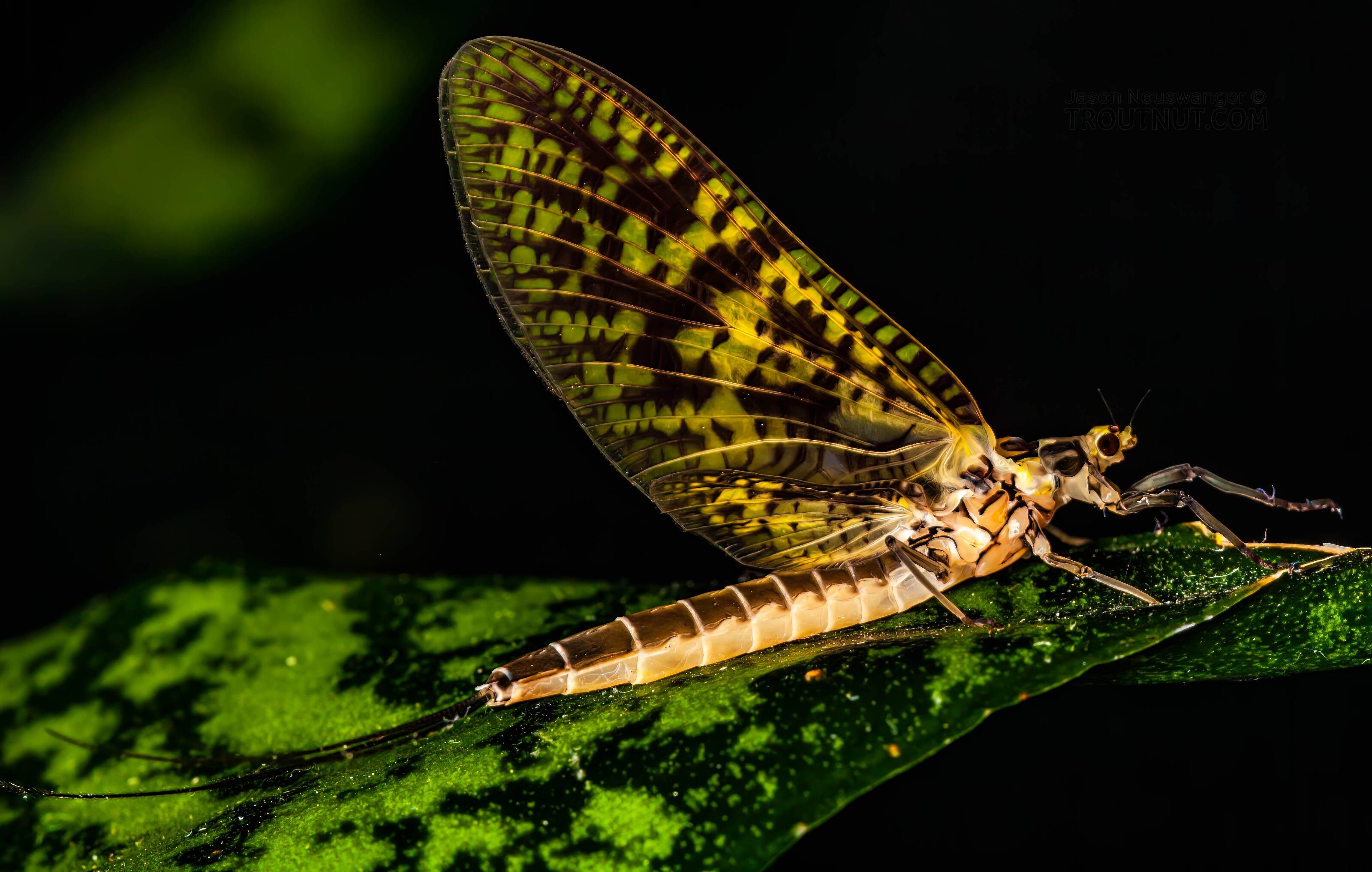Mayfly Species Ephemera guttulata (Green Drakes)