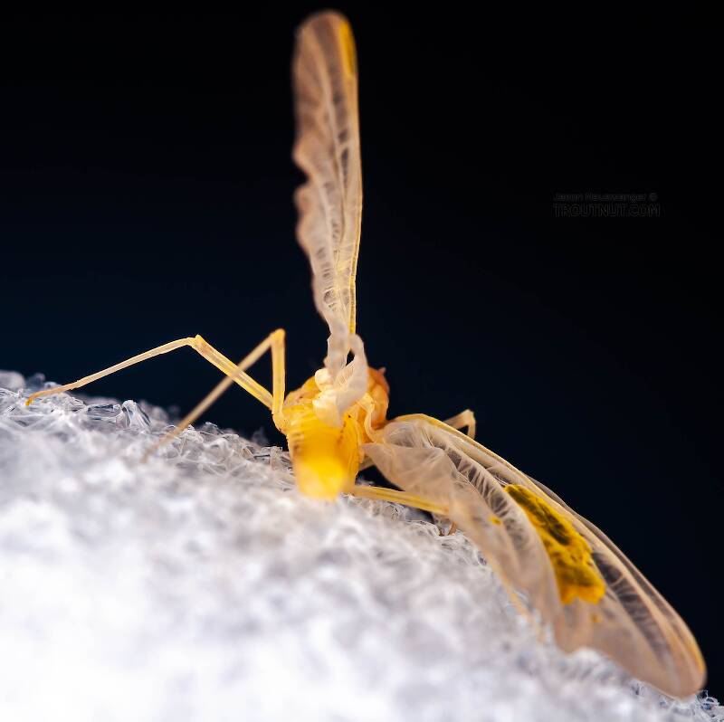 Female Penelomax septentrionalis Mayfly Dun Pictures