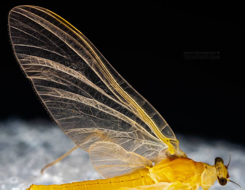 Female Penelomax septentrionalis Mayfly Dun Pictures