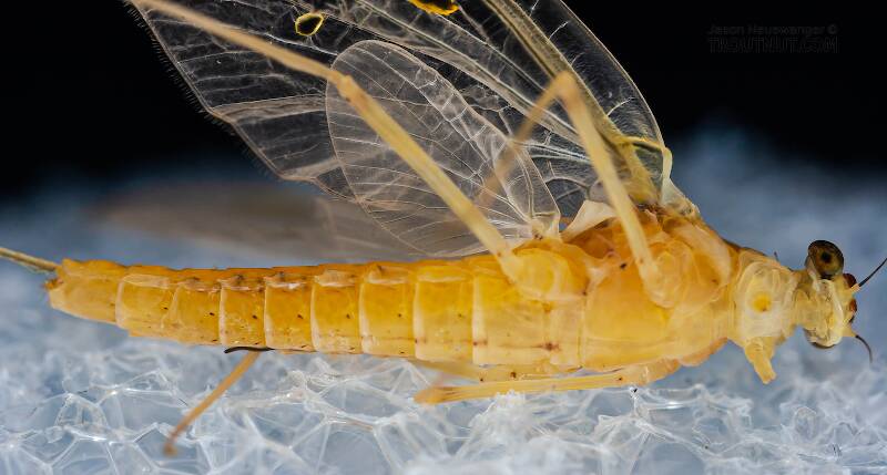 Female Penelomax septentrionalis Mayfly Dun Pictures