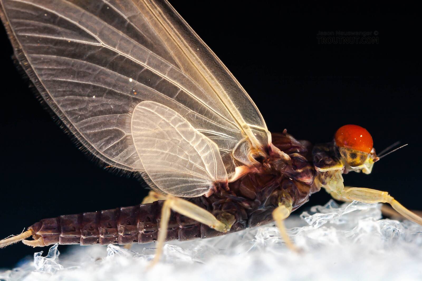 Male Ephemerella needhami (Little Dark Hendrickson) Mayfly Dun Pictures