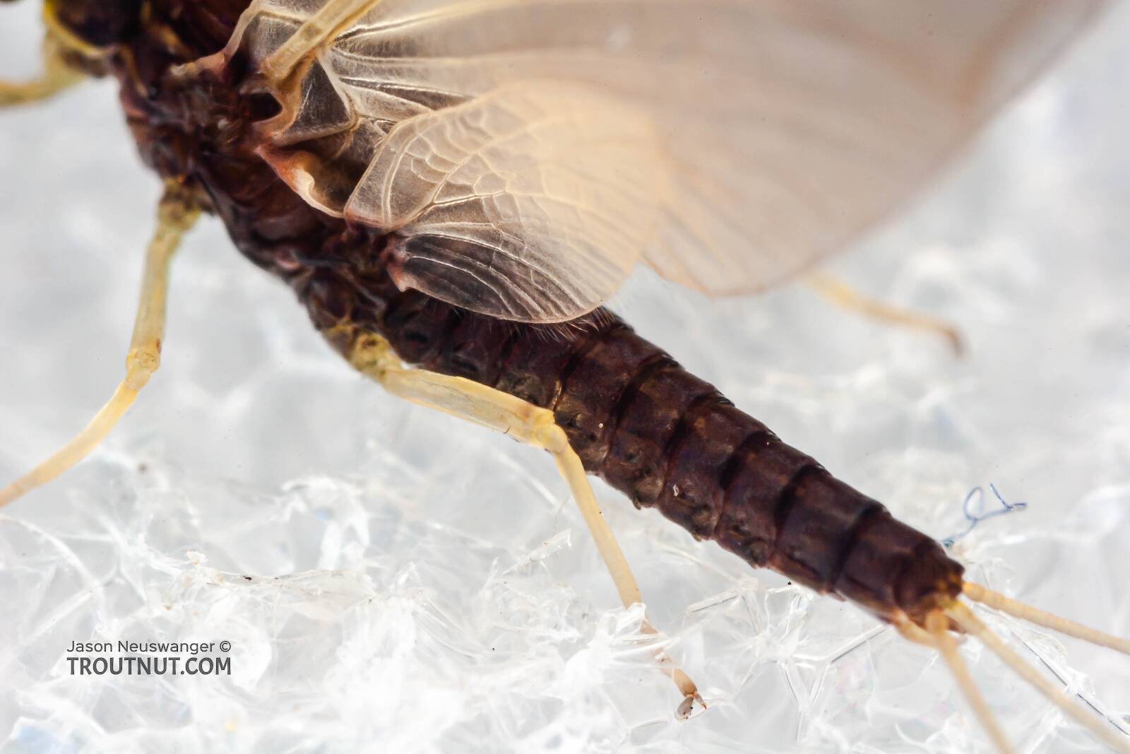 Male Ephemerella needhami (Little Dark Hendrickson) Mayfly Dun Pictures