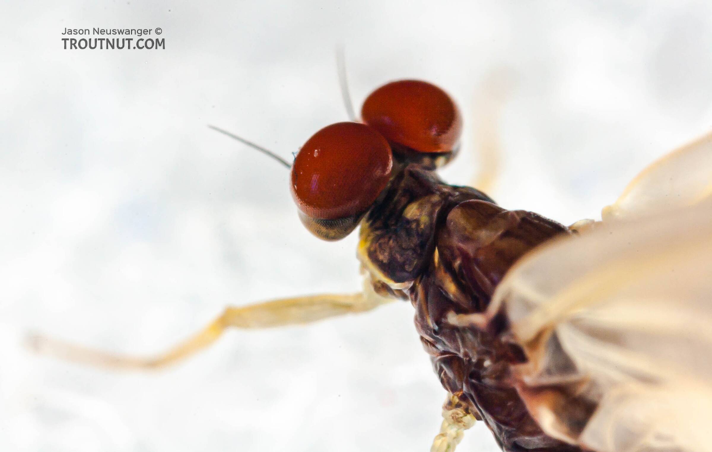 Male Ephemerella needhami (Little Dark Hendrickson) Mayfly Dun Pictures