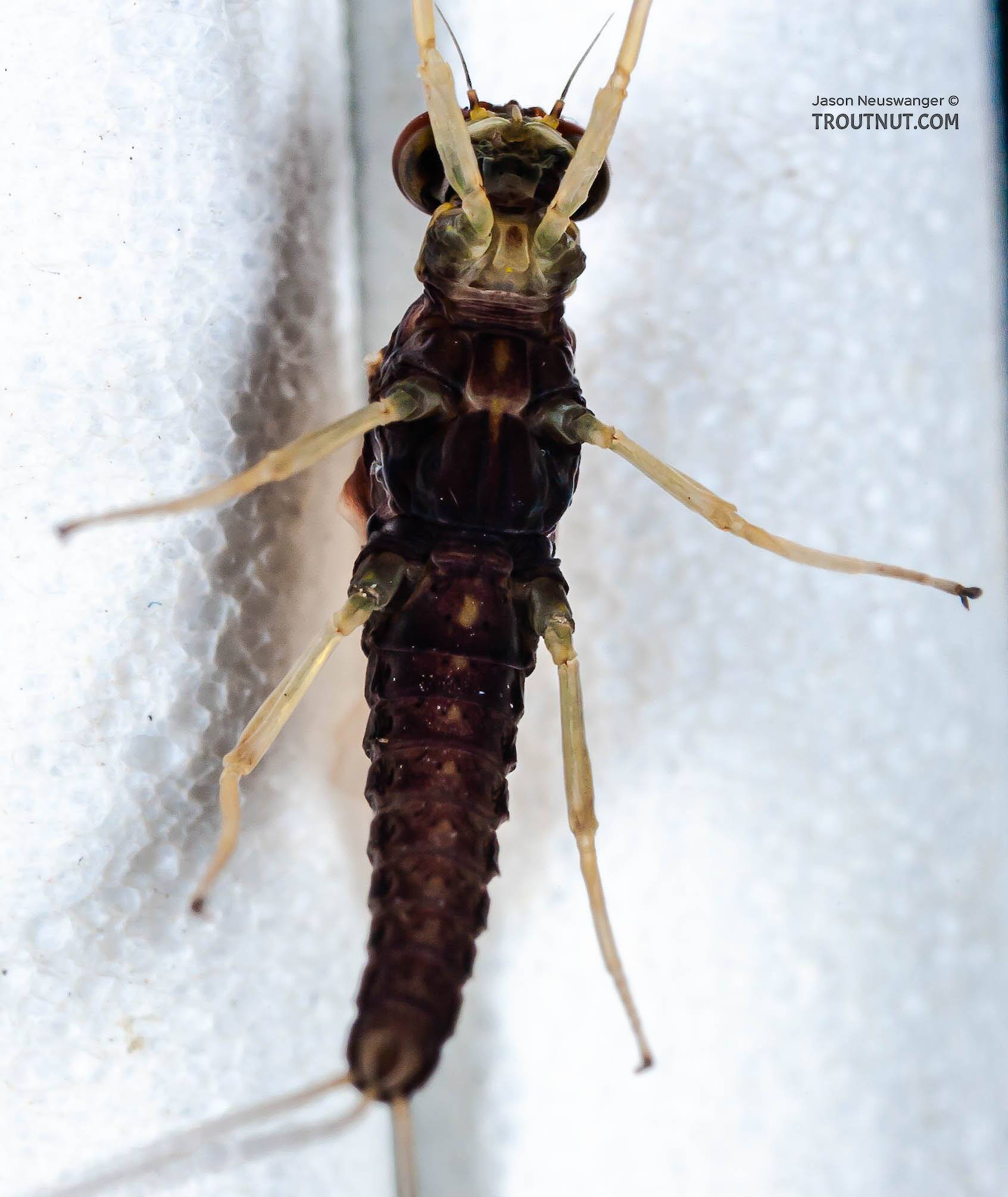 Male Ephemerella needhami (Little Dark Hendrickson) Mayfly Dun Pictures