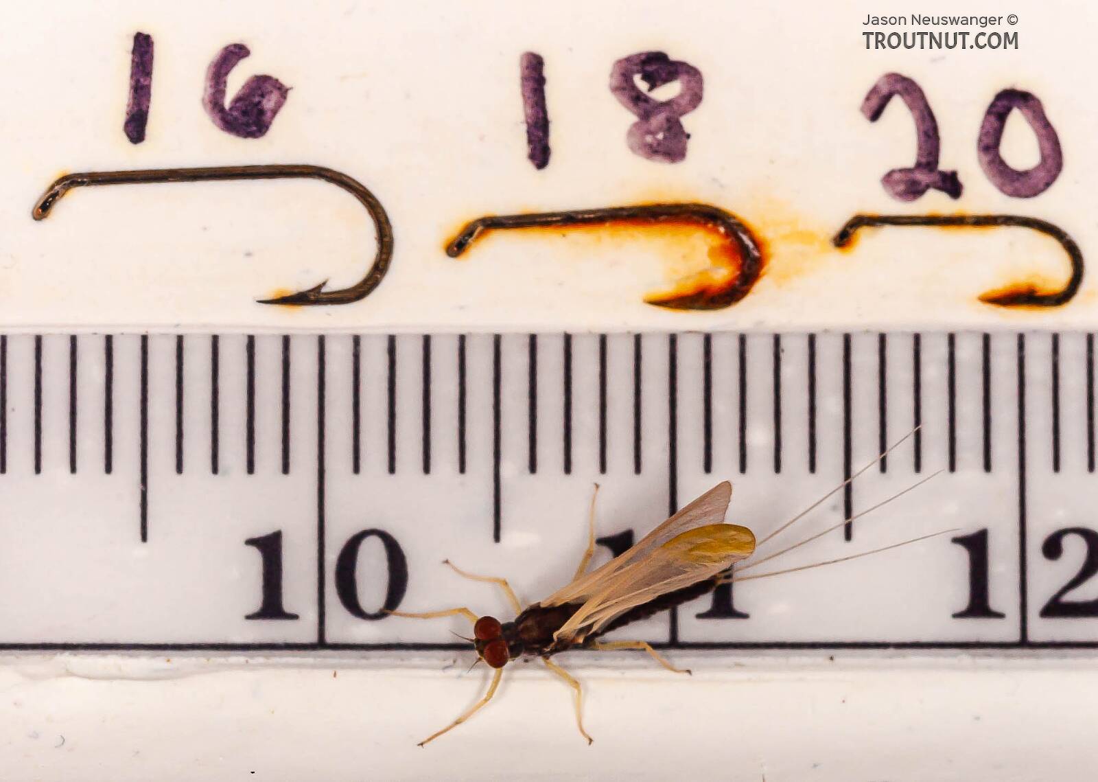 Male Ephemerella needhami (Little Dark Hendrickson) Mayfly Dun Pictures