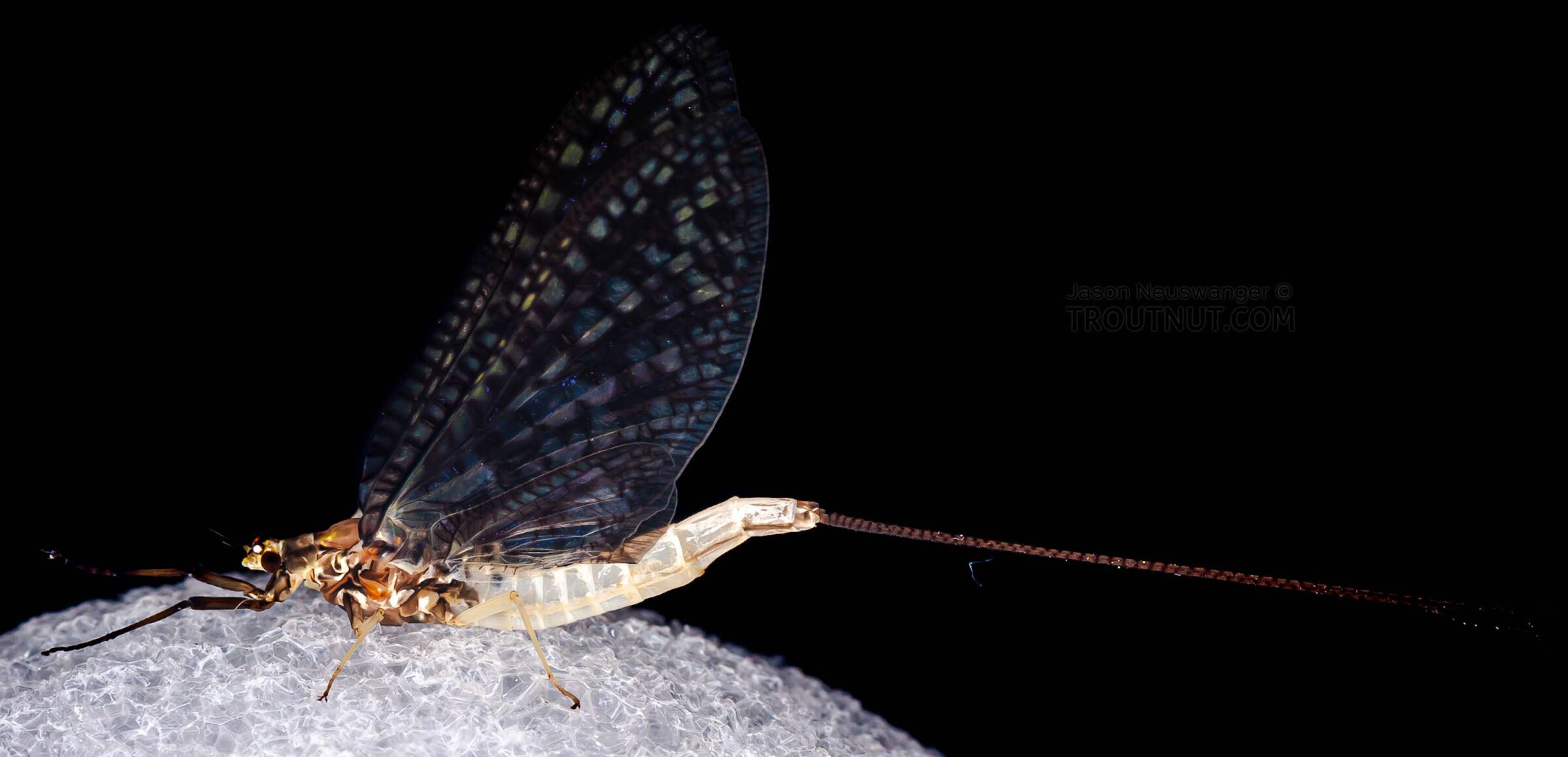 Mayfly Species Ephemera guttulata (Green Drakes)