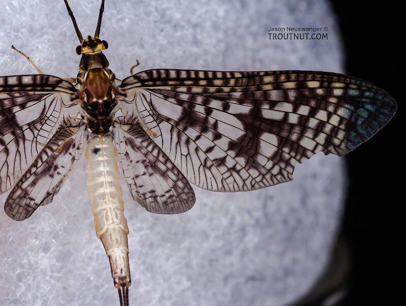 Female Ephemera guttulata (Green Drake) Mayfly Spinner Pictures