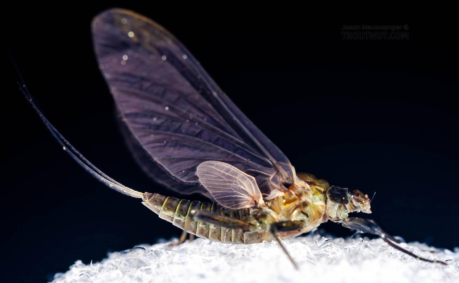 Female Drunella tuberculata Mayfly Dun Pictures