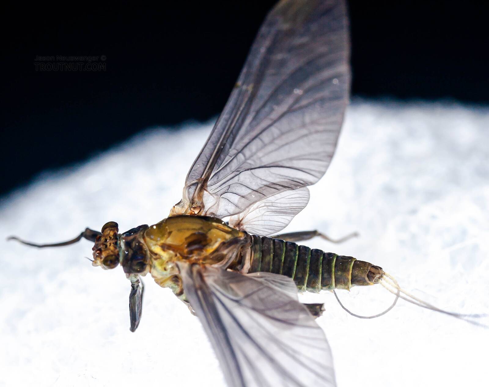 Female Drunella tuberculata Mayfly Dun Pictures