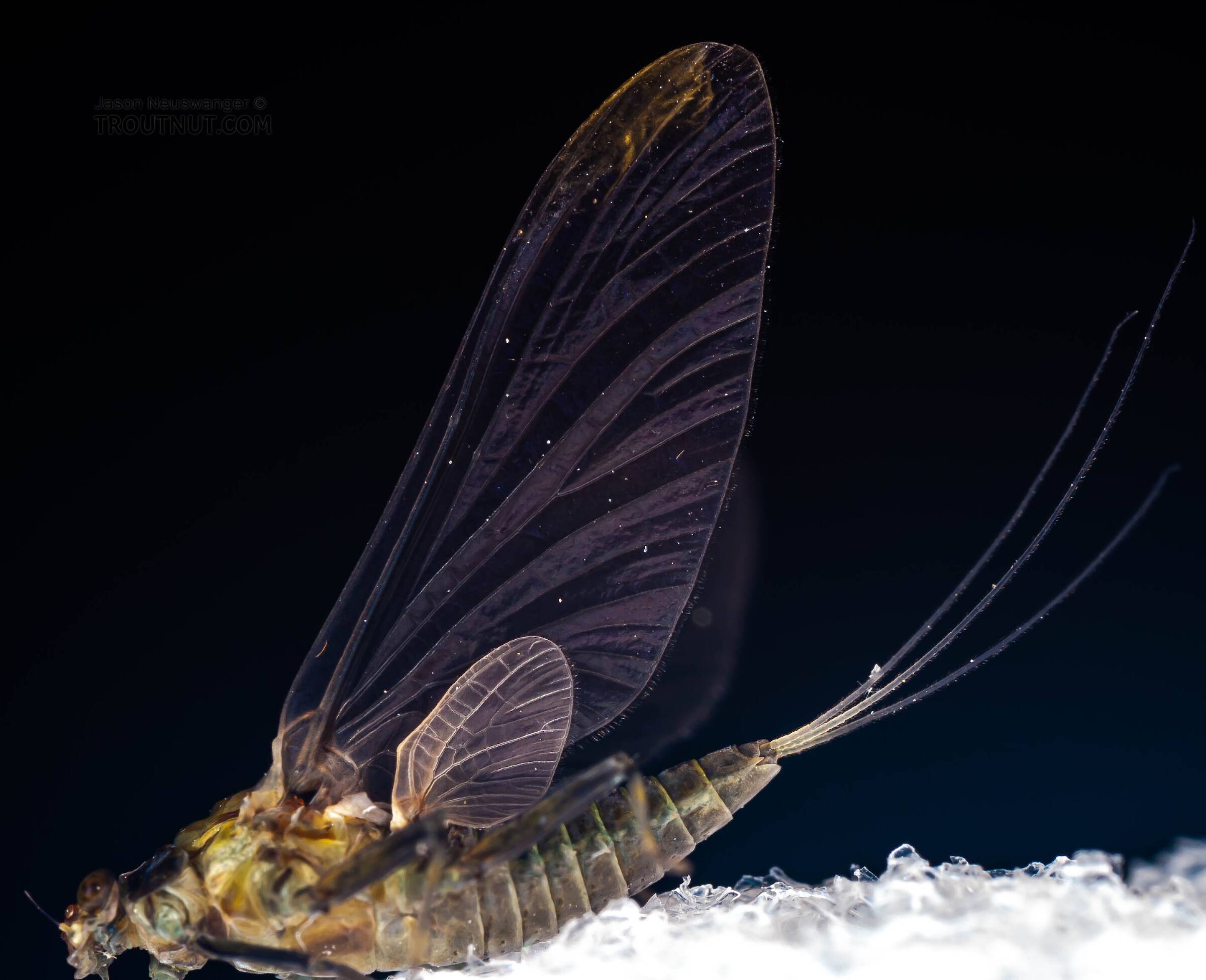 Female Drunella tuberculata Mayfly Dun Pictures