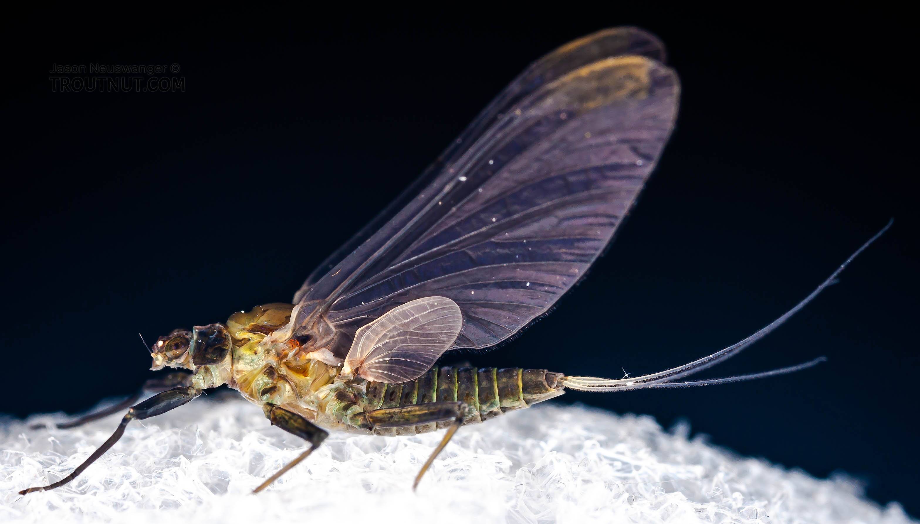 Mayfly Genus Drunella (Blue-Winged Olives)