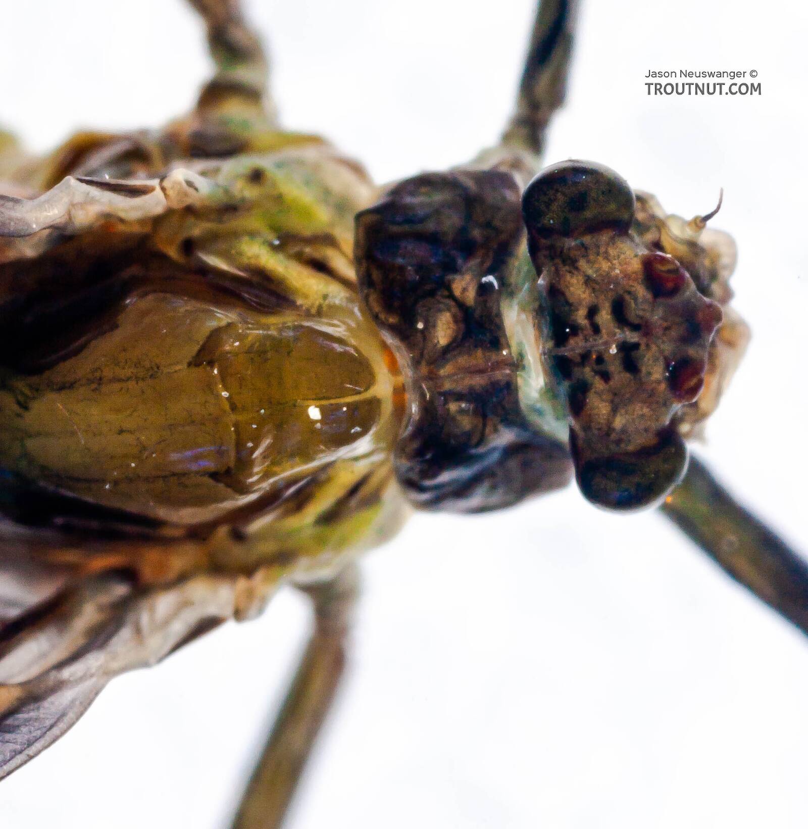 Female Drunella tuberculata Mayfly Dun Pictures
