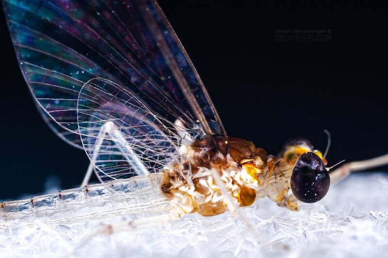 Male Stenonema terminatum Mayfly Spinner Pictures