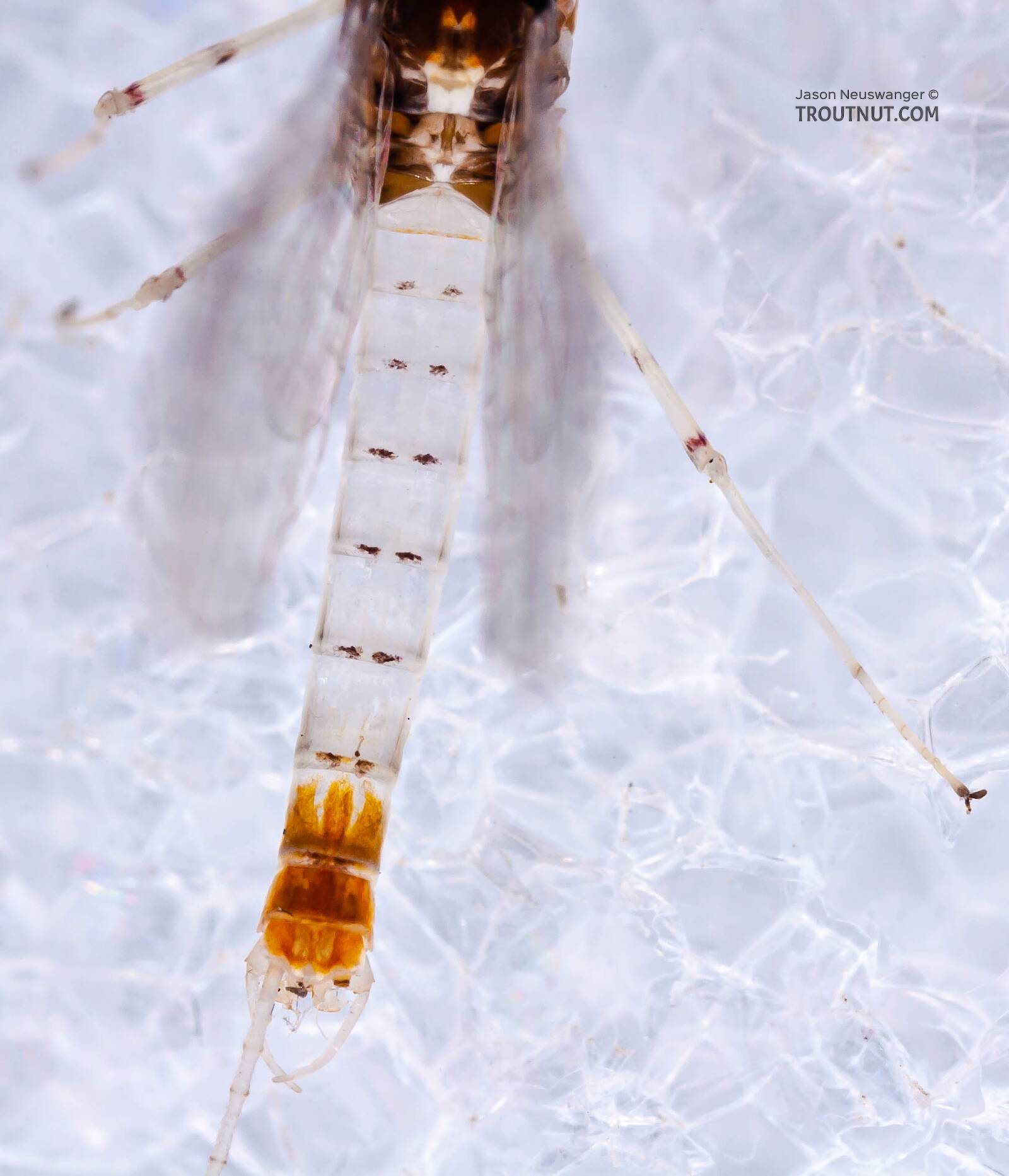 Male Stenonema terminatum Mayfly Spinner Pictures