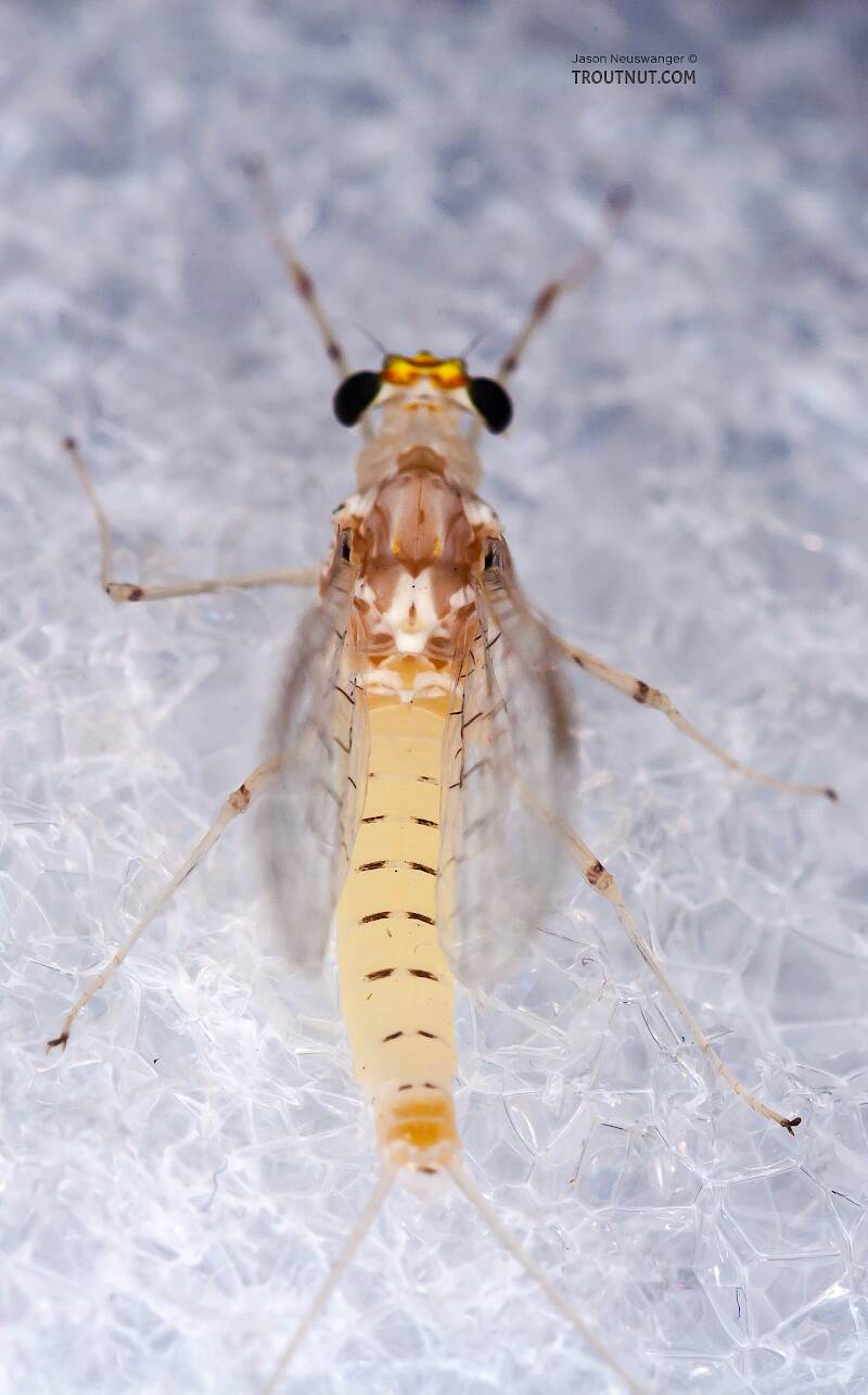 Female Stenonema terminatum Mayfly Spinner Pictures