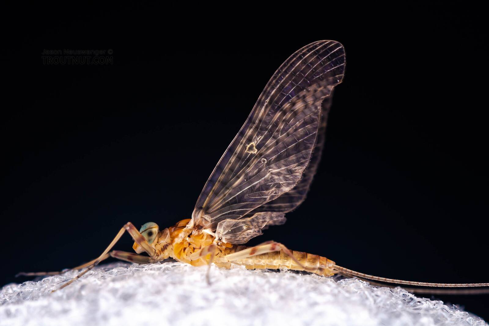 Male Stenonema ithaca (Light Cahill) Mayfly Dun Pictures