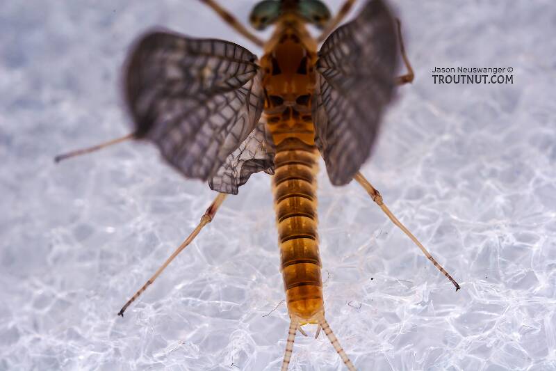 Male Stenonema ithaca (Light Cahill) Mayfly Dun Pictures
