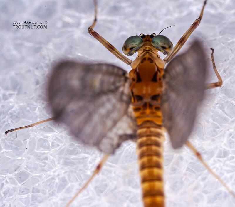 Male Stenonema ithaca (Light Cahill) Mayfly Dun Pictures