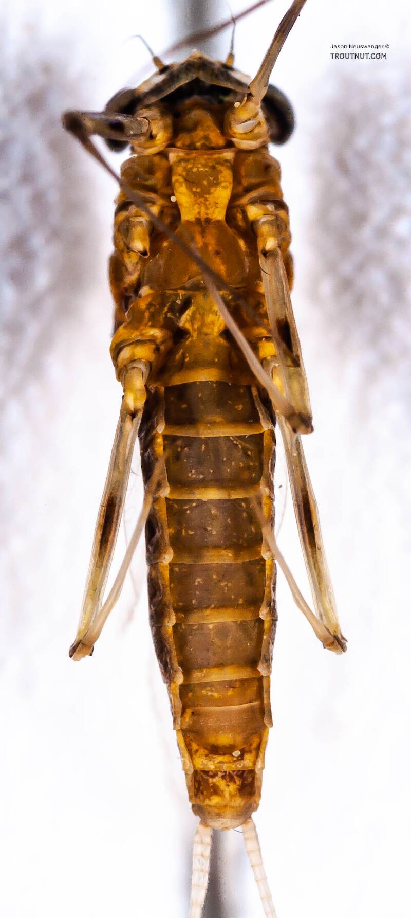 Female Rhithrogena Mayfly Spinner Pictures