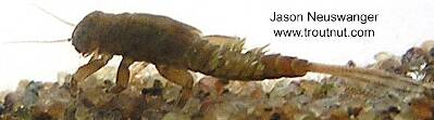 Ephemerella subvaria (Hendrickson) Mayfly Nymph Pictures