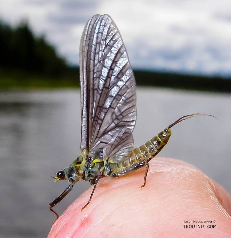Female Drunella doddsii (Western Green Drake) Mayfly Dun Pictures