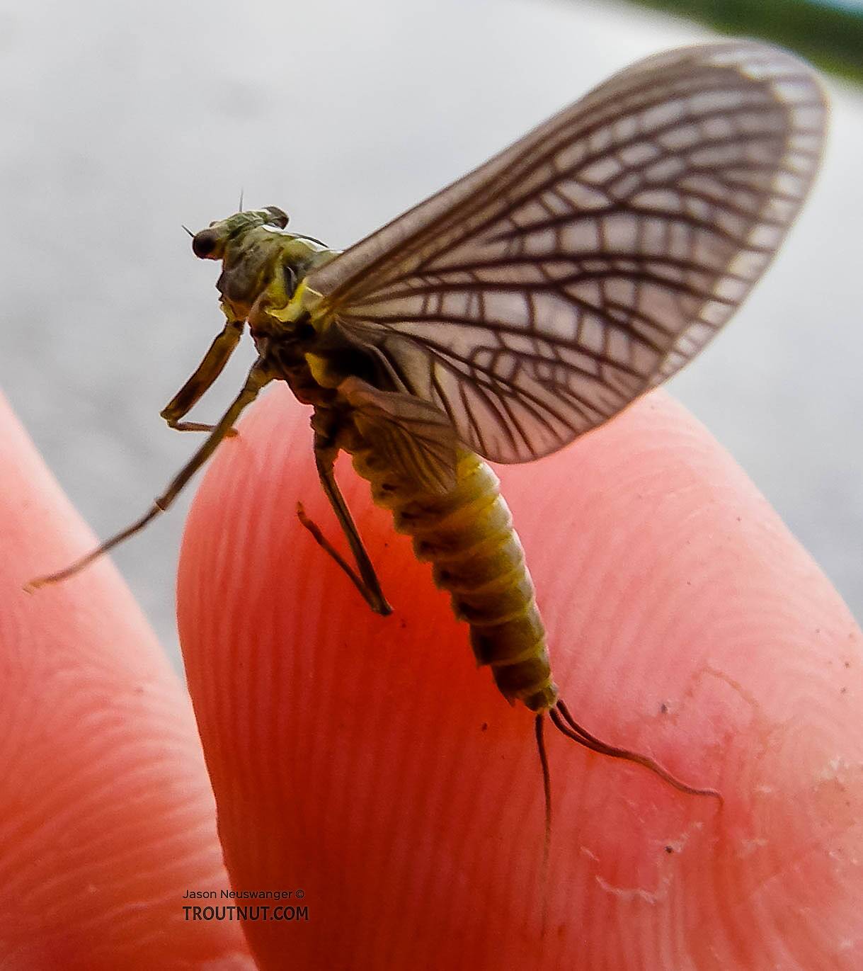 Female Drunella doddsii (Western Green Drake) Mayfly Dun Pictures