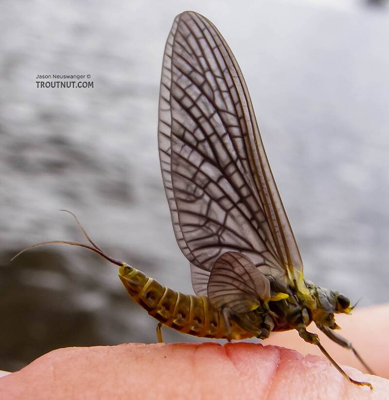 Female Drunella doddsii (Western Green Drake) Mayfly Dun Pictures