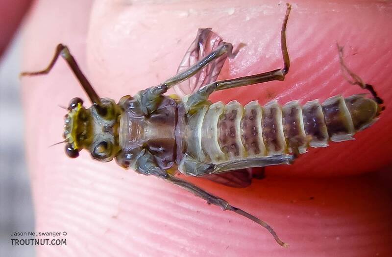 Female Drunella doddsii (Western Green Drake) Mayfly Dun Pictures