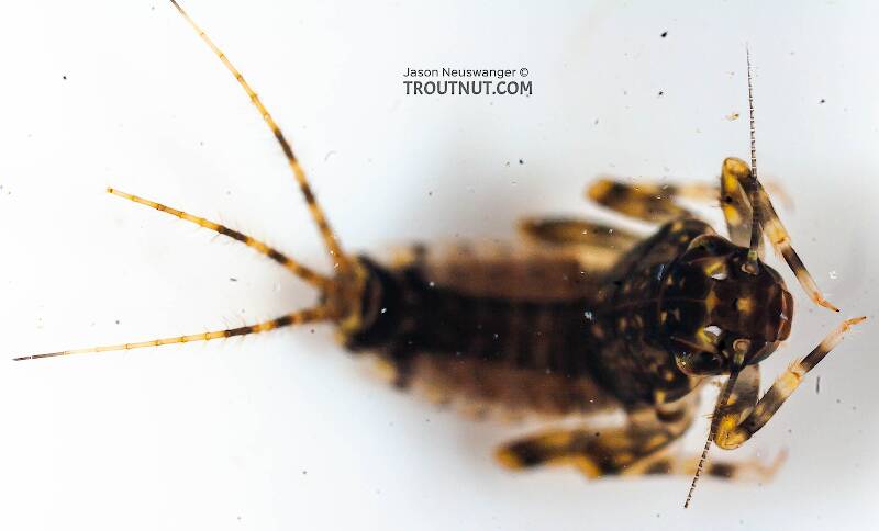 Ephemerella aurivillii Mayfly Nymph Pictures