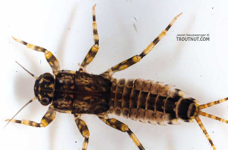 Ephemerella aurivillii Mayfly Nymph Pictures