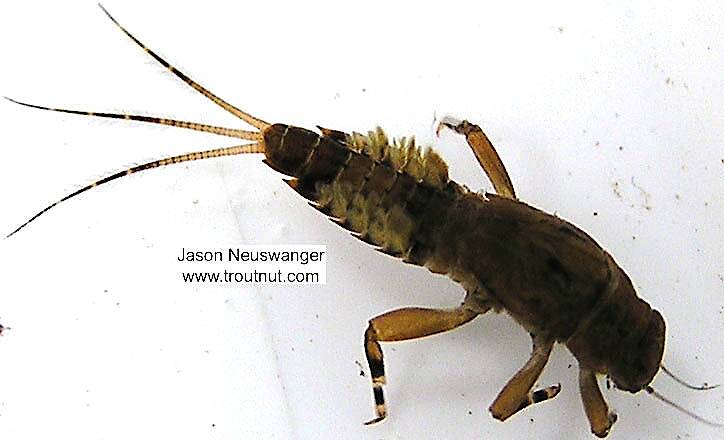 Ephemerella subvaria (Hendrickson) Mayfly Nymph Pictures