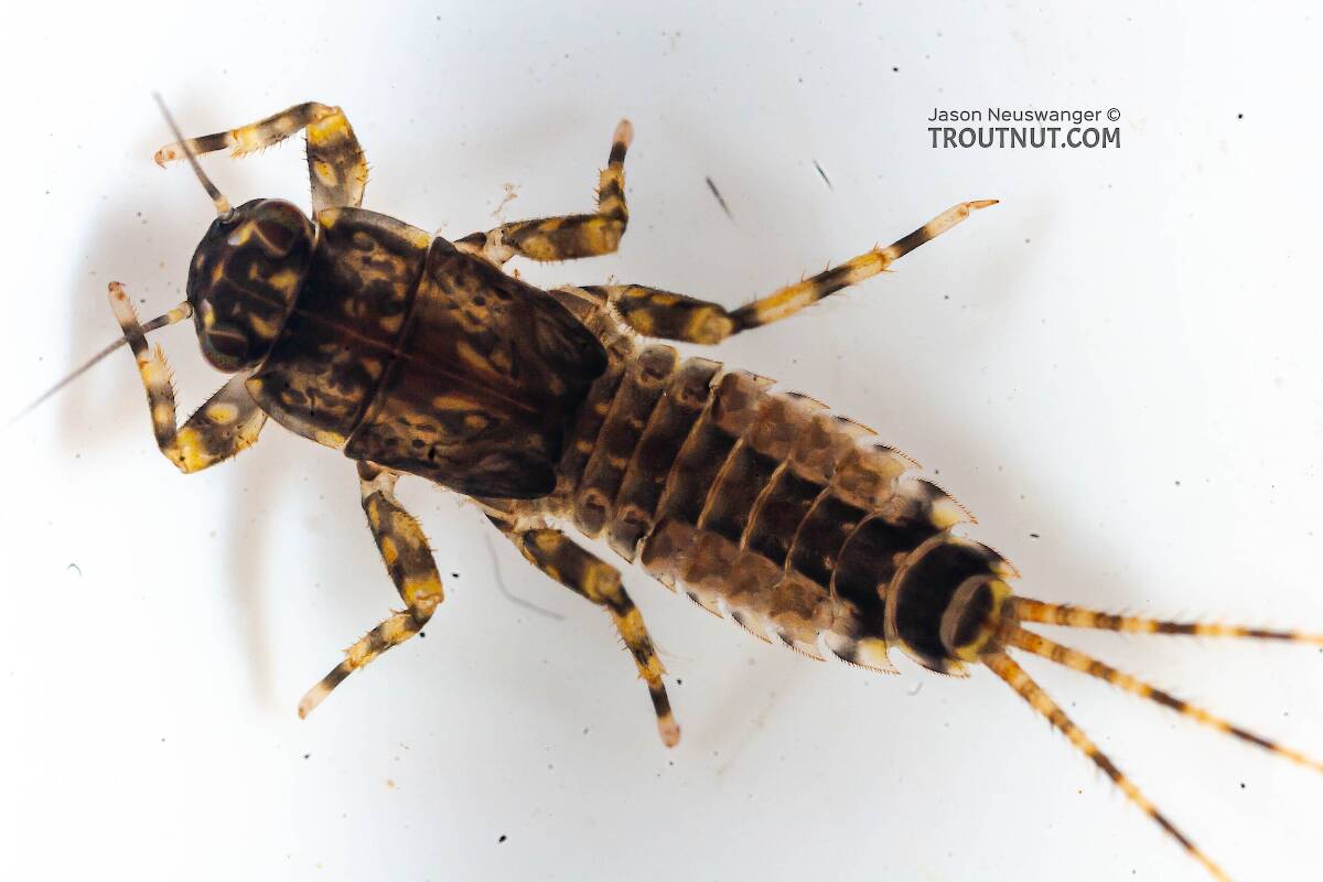 Ephemerella aurivillii Mayfly Nymph Pictures
