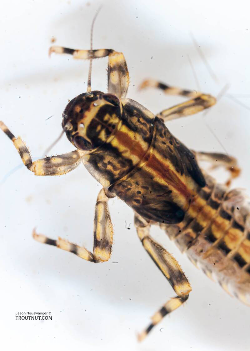 Ephemerella aurivillii Mayfly Nymph Pictures