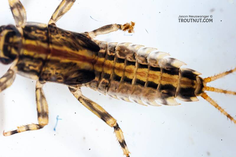 Ephemerella aurivillii Mayfly Nymph Pictures