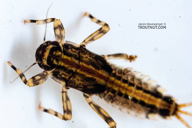 Ephemerella aurivillii Mayfly Nymph Pictures