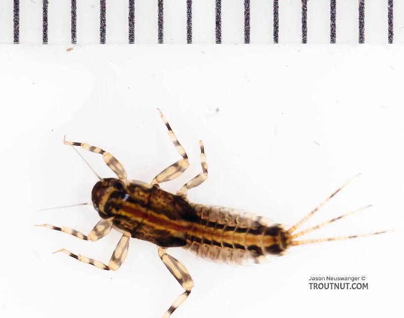 Ephemerella aurivillii Mayfly Nymph Pictures