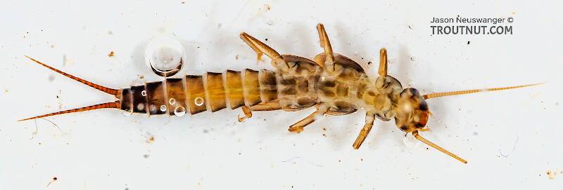 Chloroperlidae (Sallfly) Stonefly Nymph Pictures