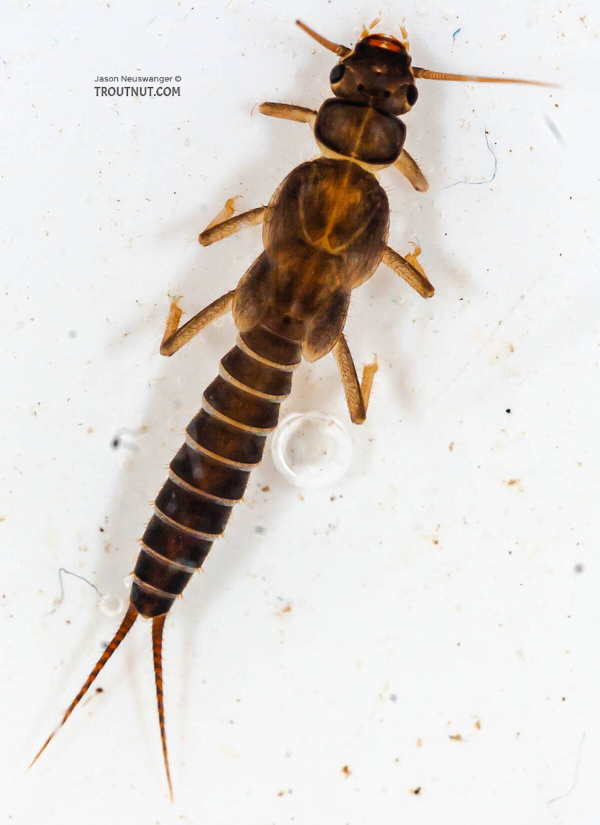 Chloroperlidae (Sallfly) Stonefly Nymph Pictures